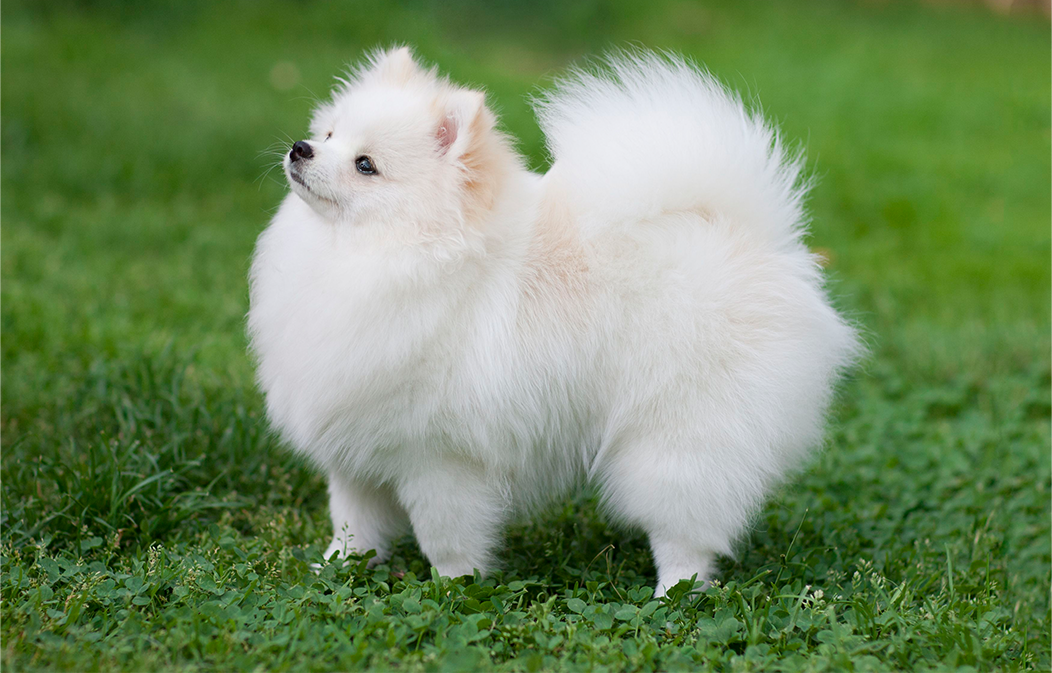 بهترین نژادهای سگ برای زندگی آپارتمانی - لیست میکس